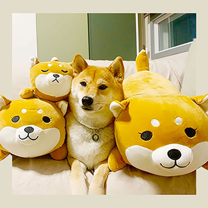 [인형] 모찌 시바 강아지 시바견 애착 인형 티몬